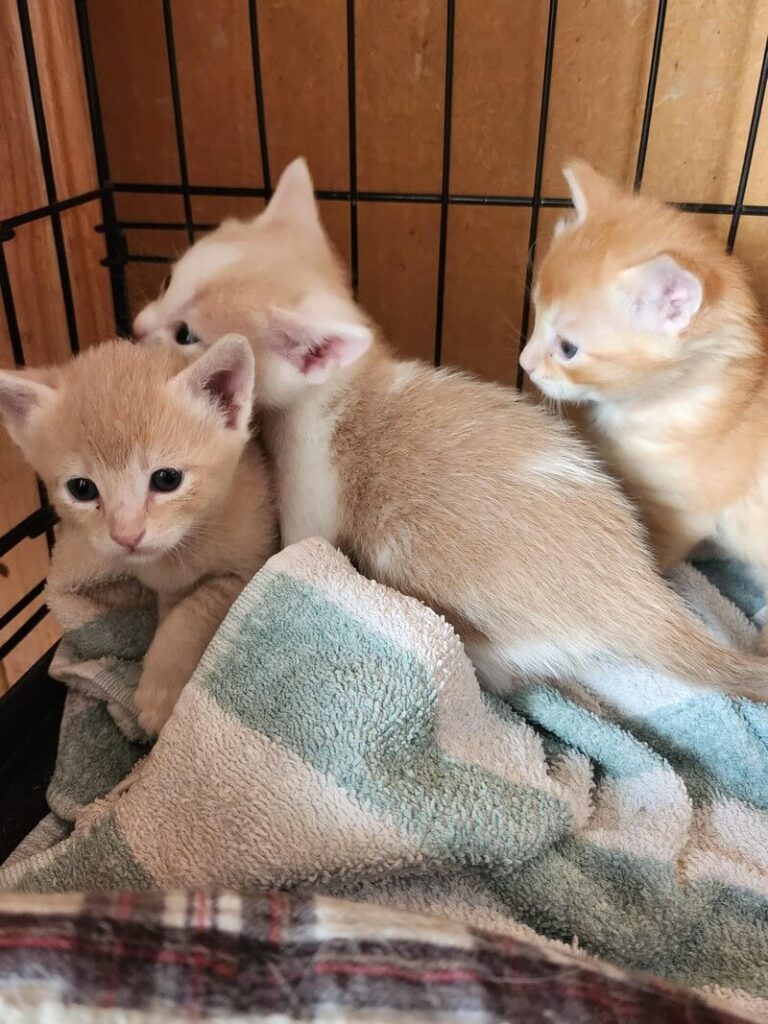 Home - Mary’s Kit-Cat Adoption Lounge, Inc.