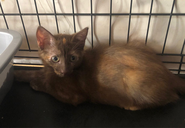 Available Pets - Mary's Kit Cats