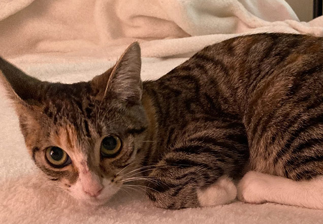 Available Pets - Mary's Kit Cats