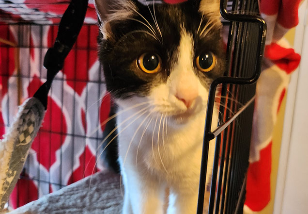 Available Pets - Mary's Kit Cats